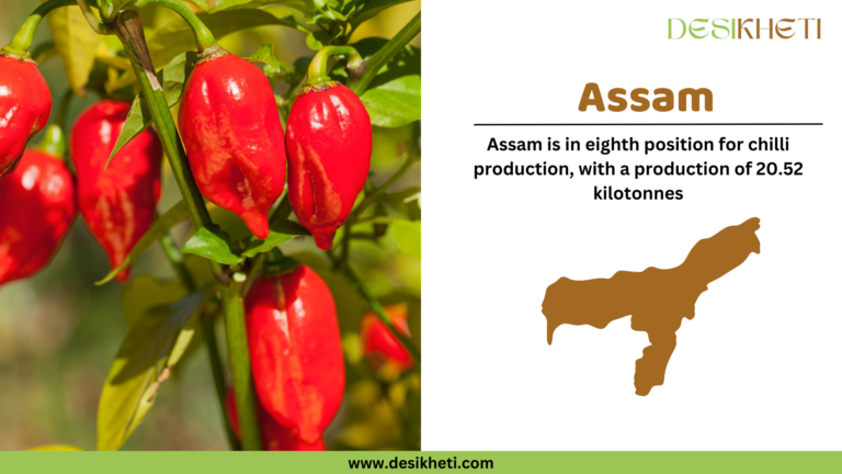 Top 10 Chilli Producing States in India in 2024