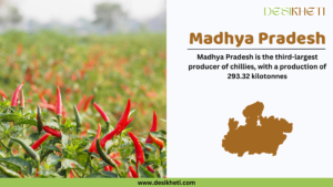 Top 10 Chilli Producing States in India in 2024