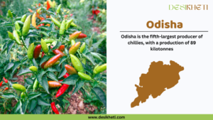 Top 10 Chilli Producing States in India in 2024