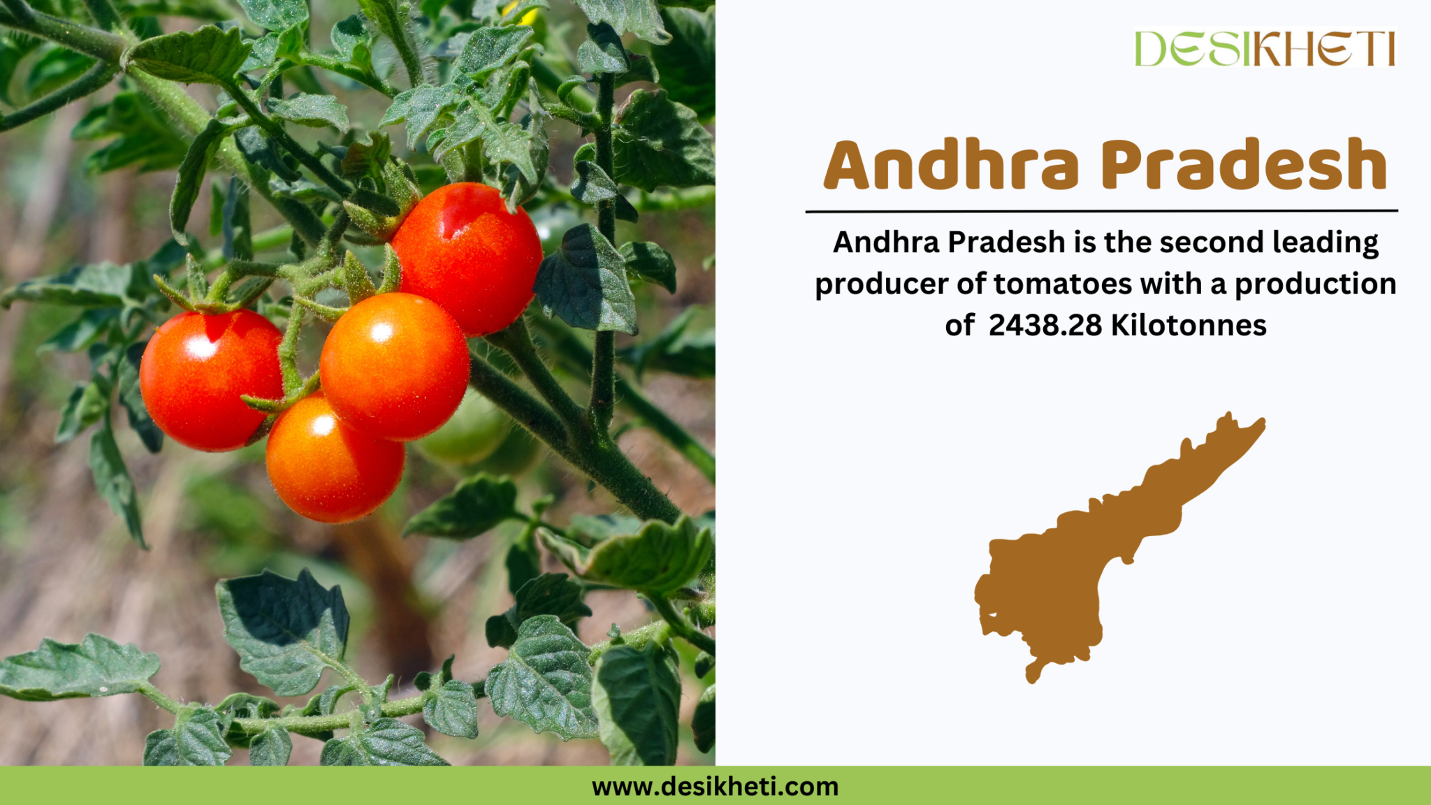 Top 10 Tomato Producing States in India - Statewise Overview