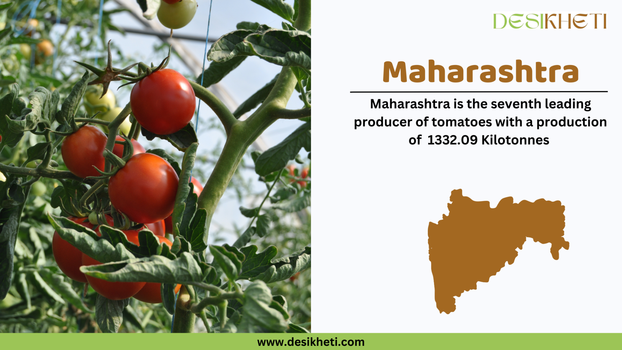 Top 10 Tomato Producing States in India - Statewise Overview