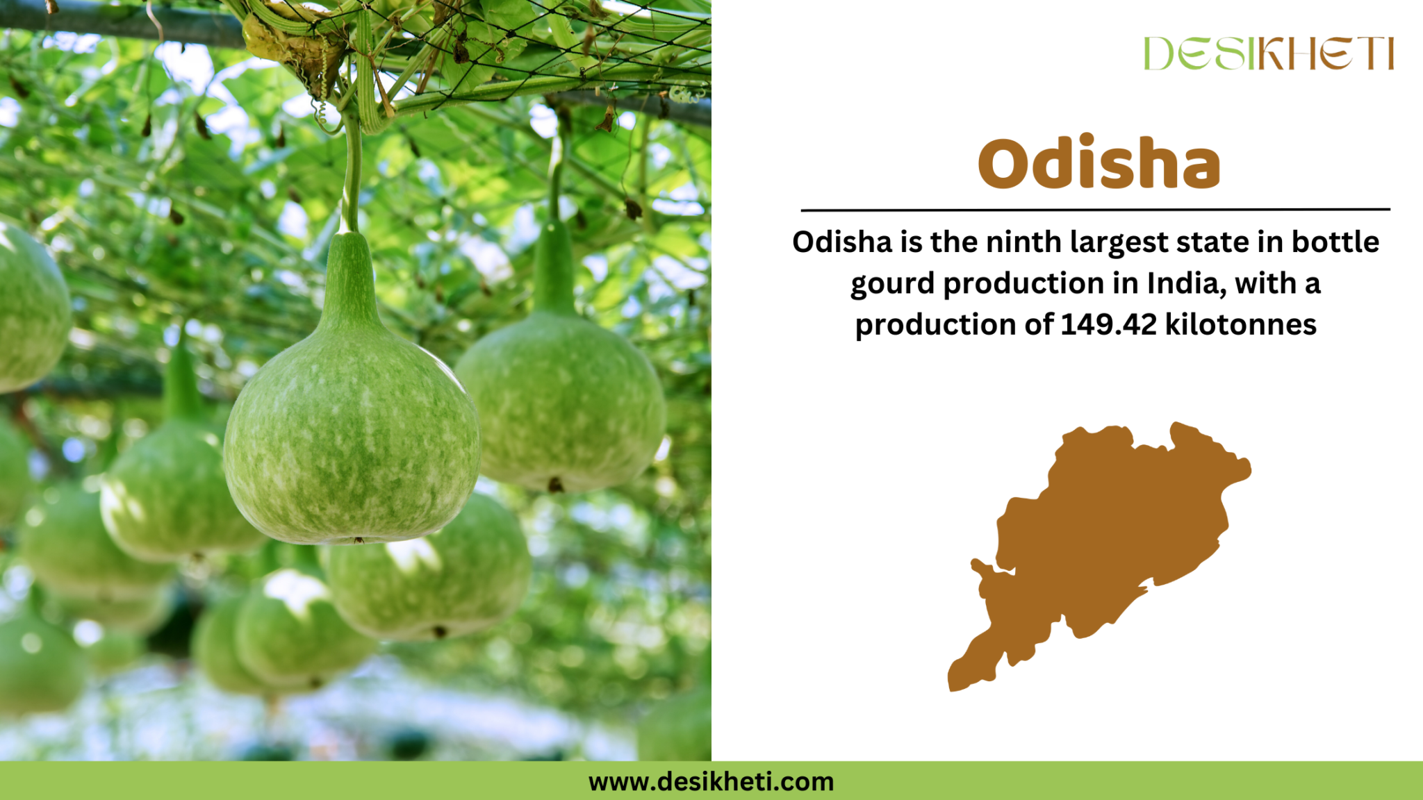 Top 10 Bottle Gourd (Lauki) Producing States in India
