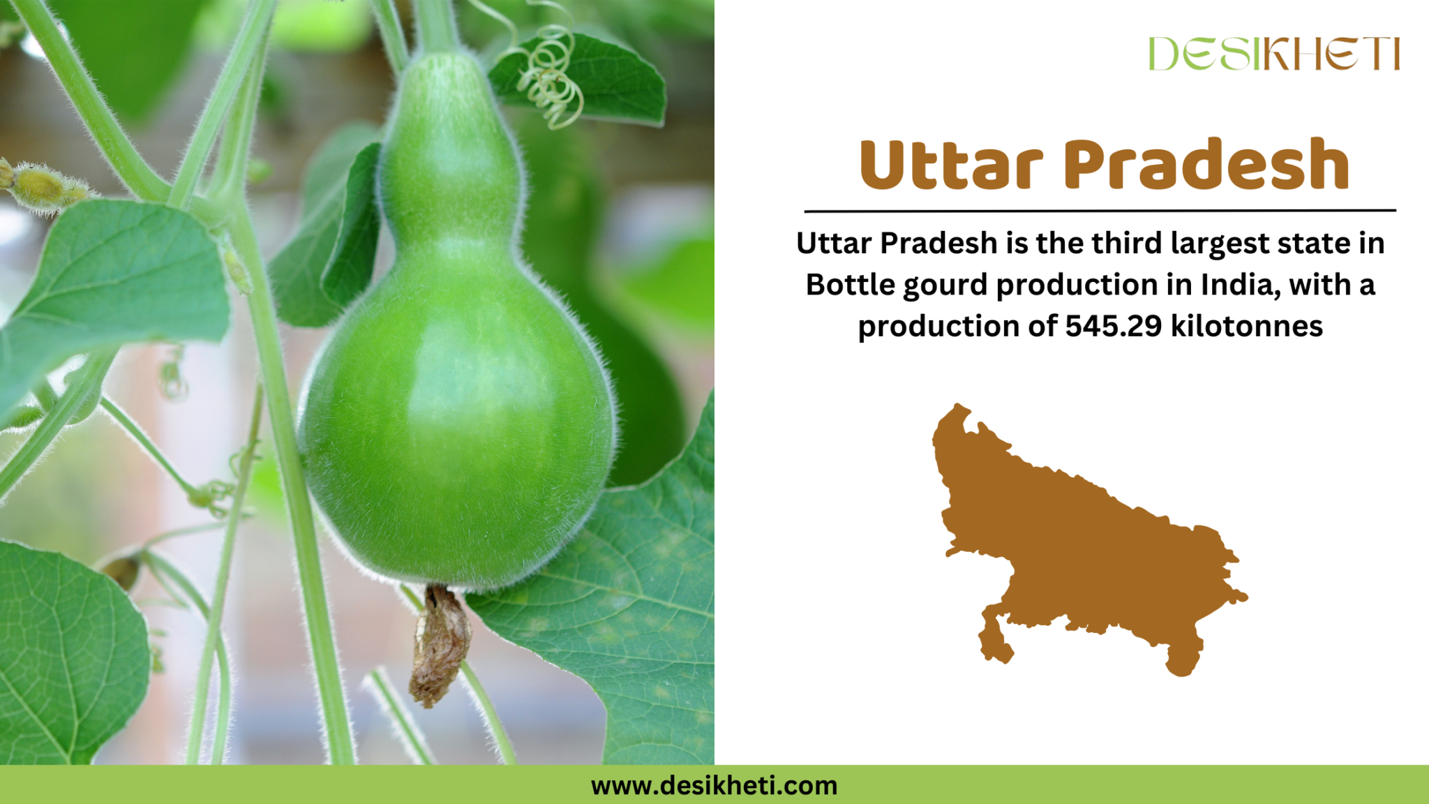 Top 10 Bottle Gourd (Lauki) Producing States in India