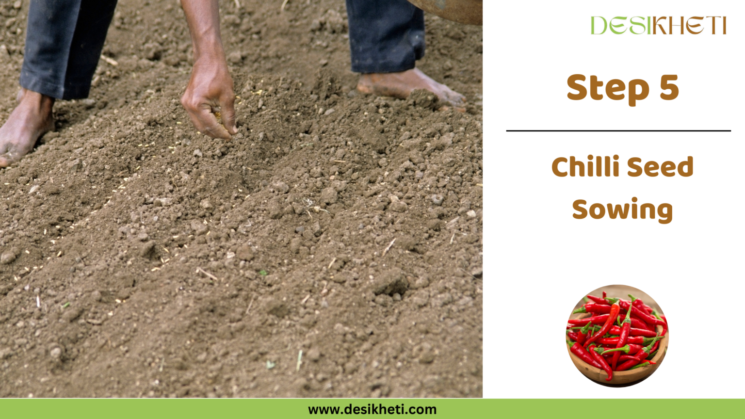 Ultimate Chilli Seed Sowing Guide - Sow Chilli Seeds in 7 Easy Steps