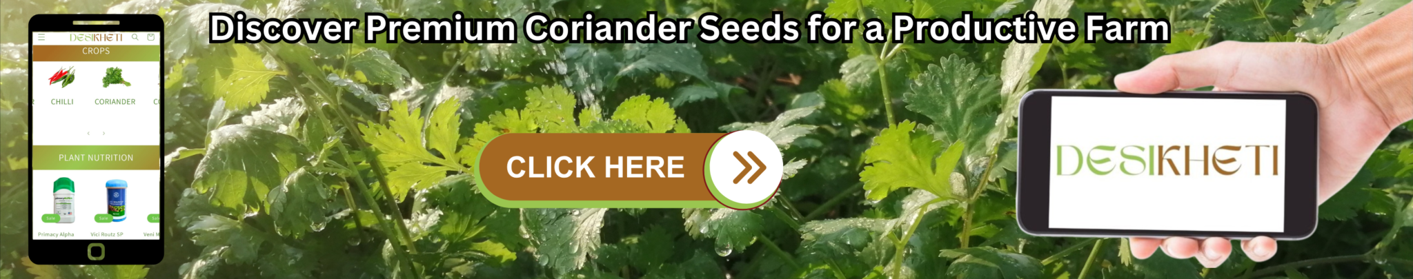 How to Grow Coriander from Seeds: 7 Simple Steps for High Germination Rate