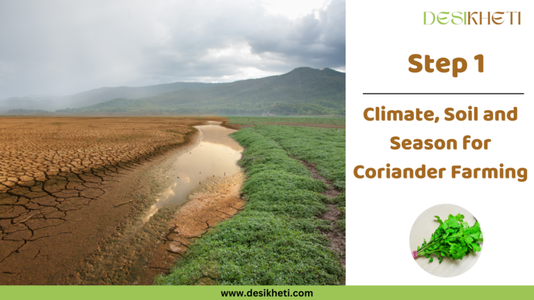 How to Grow Coriander from Seeds: 7 Simple Steps for High Germination Rate