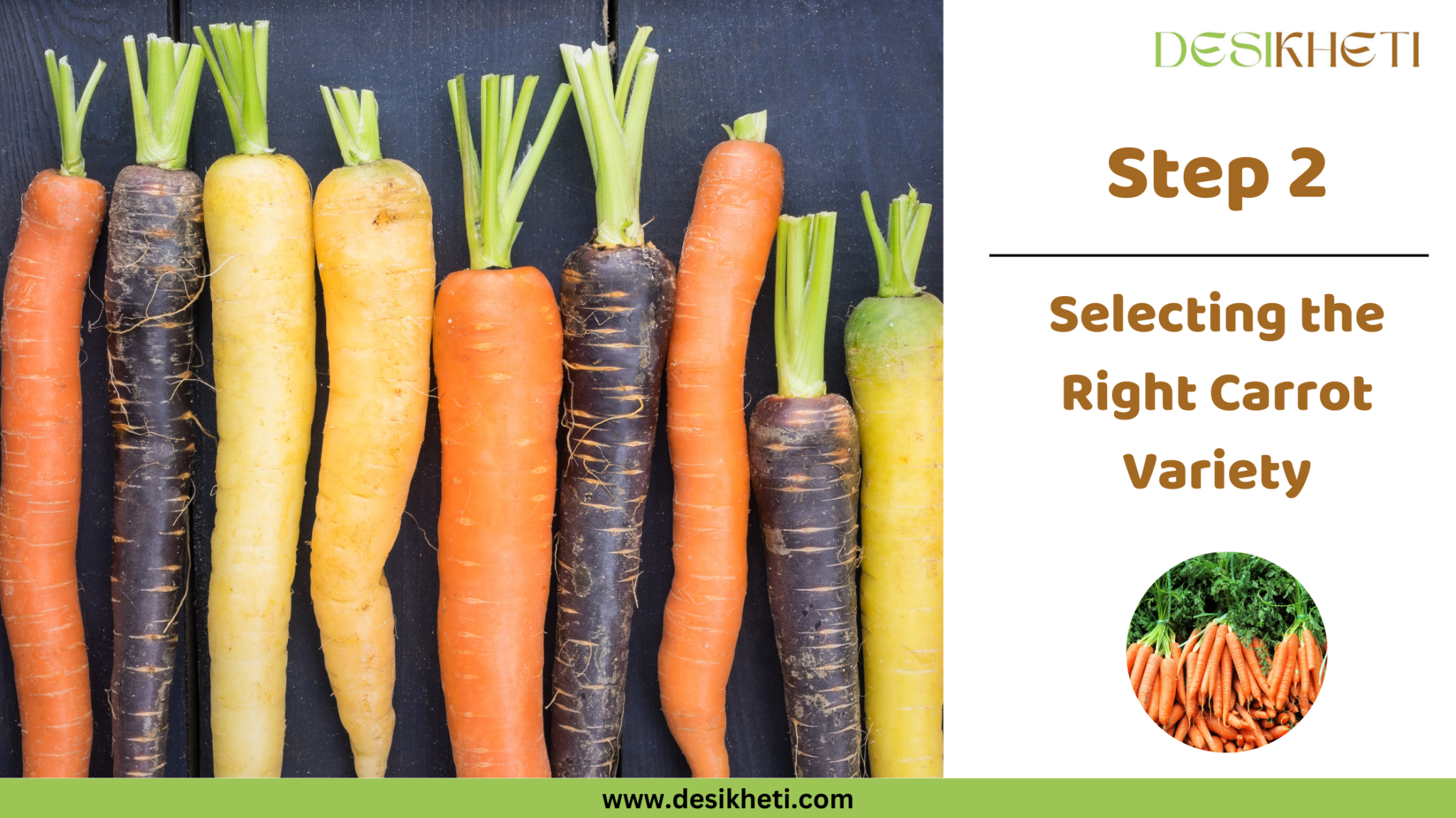 How to Sow Carrot Seeds: Learn Carrot Farming in 7 Simple Steps
