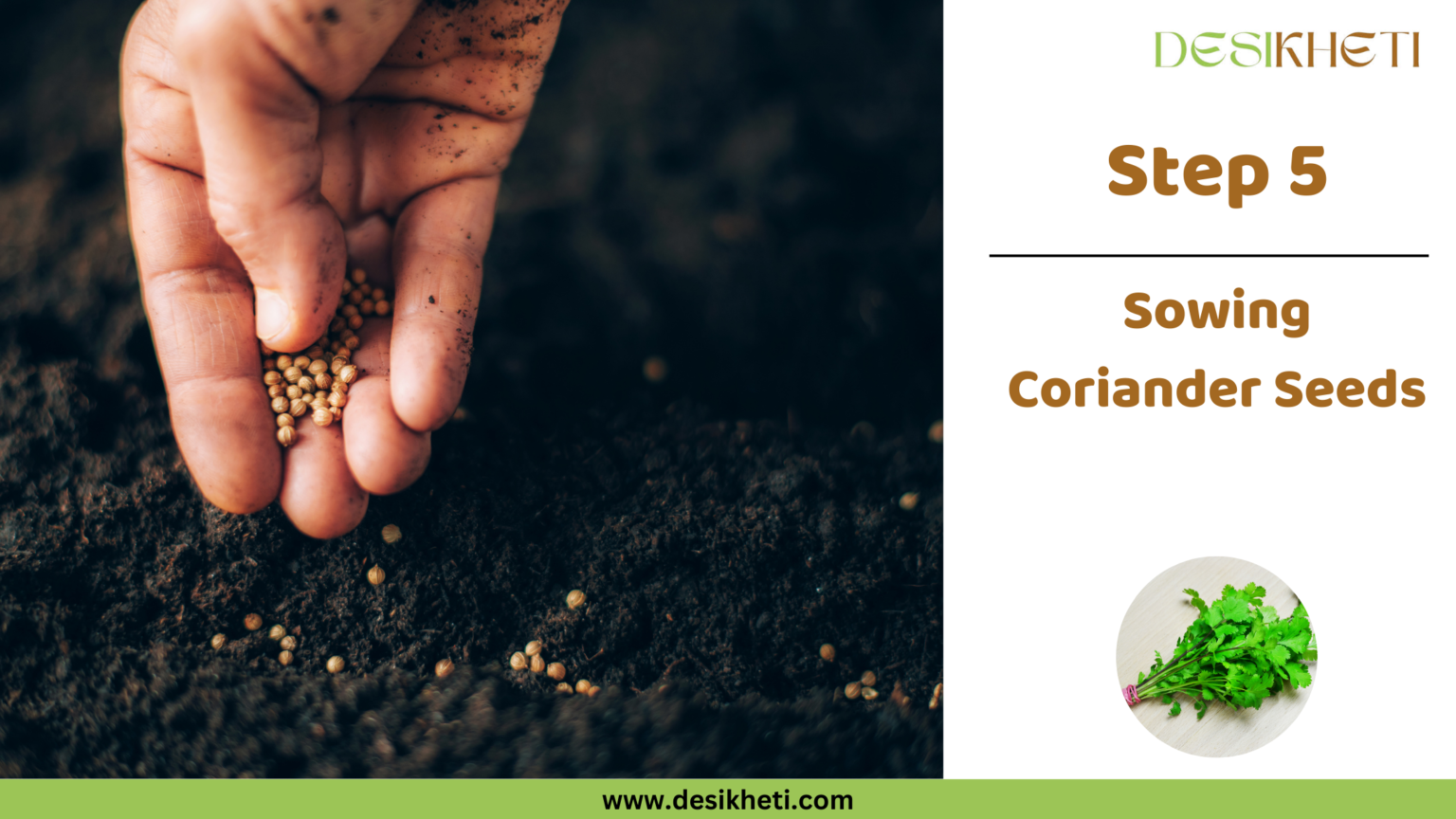 How to Grow Coriander from Seeds: 7 Simple Steps for High Germination Rate