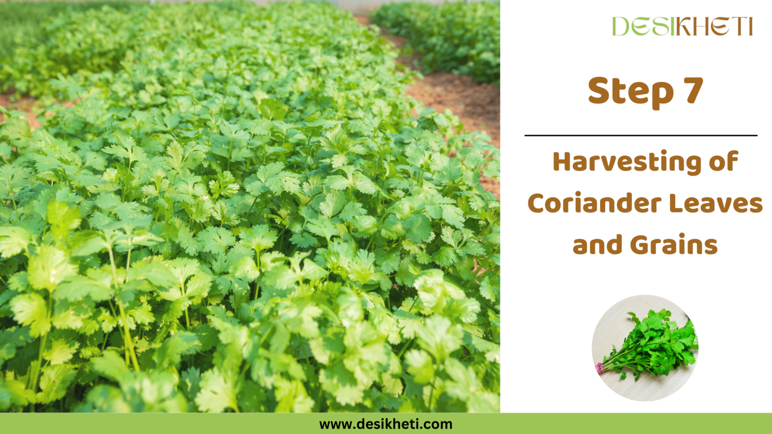 How to Grow Coriander from Seeds: 7 Simple Steps for High Germination Rate