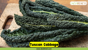 10 Types of Cabbage – Along with Clear Images - DesiKheti