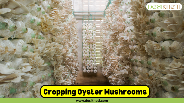 Oyster Mushroom Farming – Complete Guide for Beginners - DesiKheti