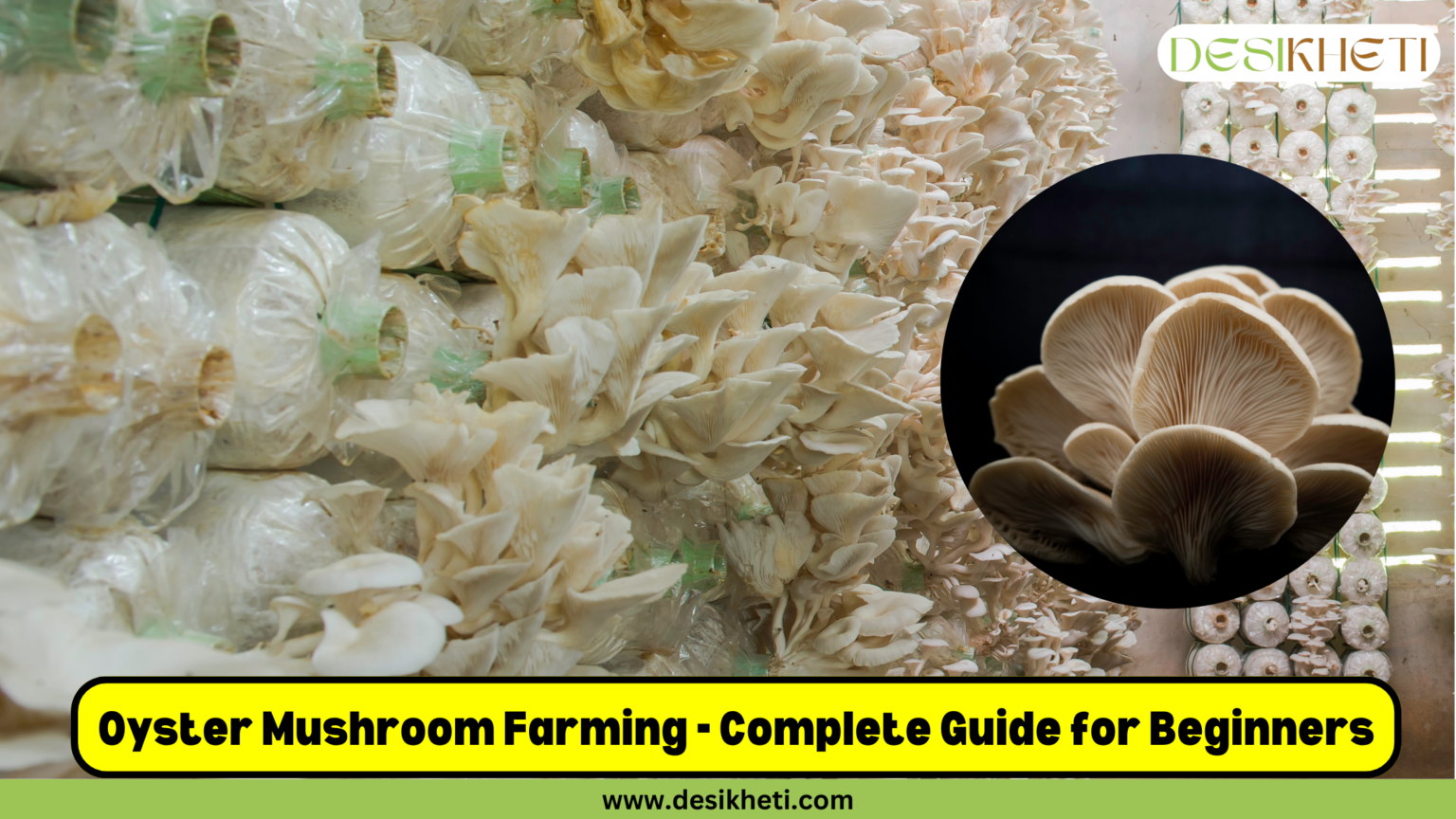 Oyster Mushroom Farming – Complete Guide for Beginners - DesiKheti