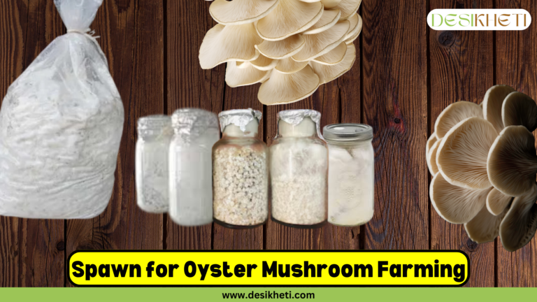 Oyster Mushroom Farming – Complete Guide for Beginners - DesiKheti