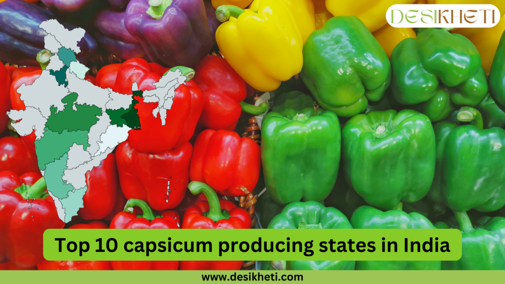 Top 10 Capsicum Producing States in India - DesiKheti