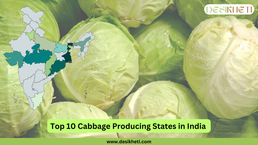 Top 10 Cabbage Producing States in India - DesiKheti