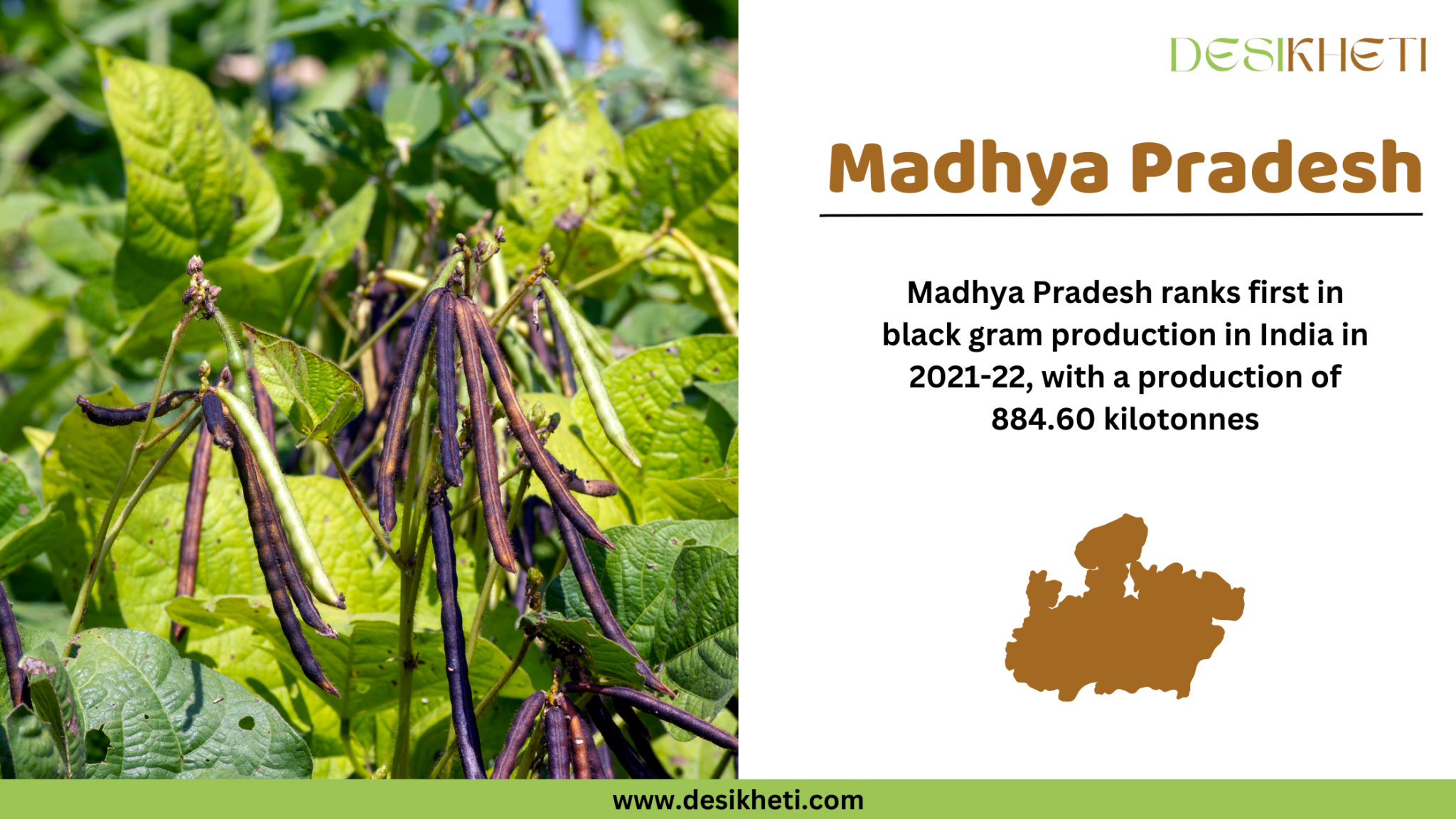 Top 10 Black Gram Producing States in India - DesiKheti