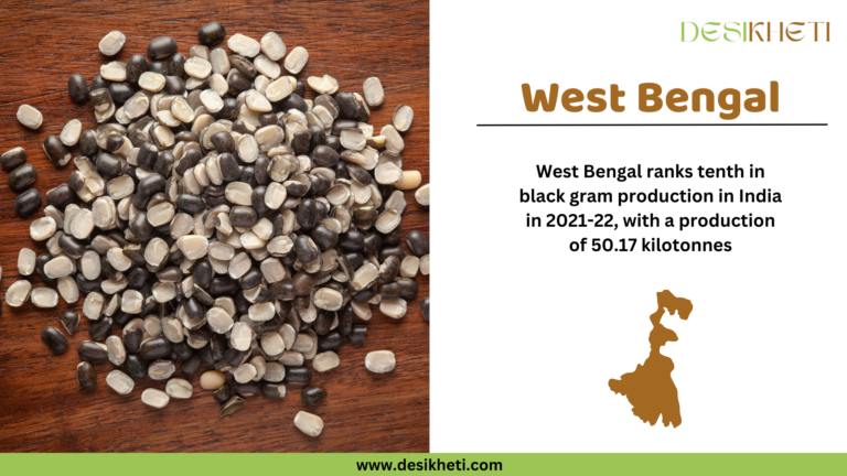 Top 10 Black Gram Producing States in India - DesiKheti