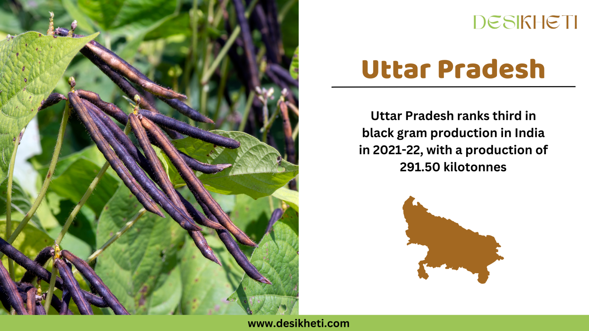 Top 10 Black Gram Producing States in India - DesiKheti