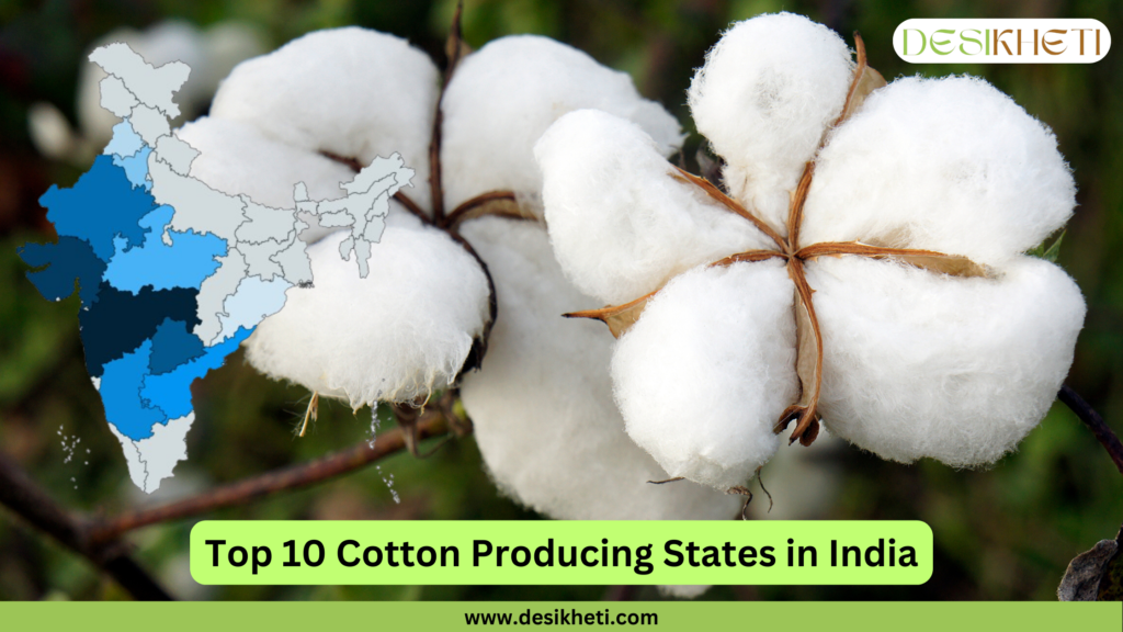 Top 10 Cotton Producing States in India - DesiKheti