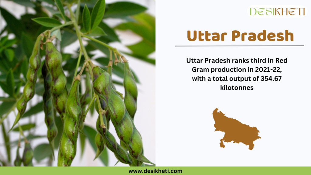 Top 10 Red Gram Producing States in India - DesiKheti