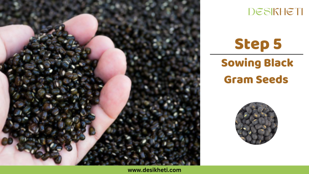 How to Sow Black Gram Seeds: Learn Black Gram Farming in 7 Simple Steps ...