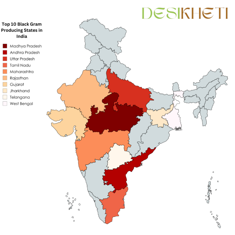 Top 10 Black Gram Producing States in India - DesiKheti