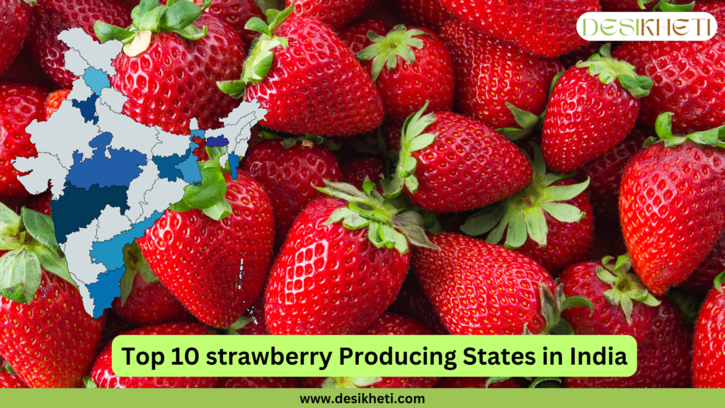 Top 10 Strawberry Producing States in India - DesiKheti