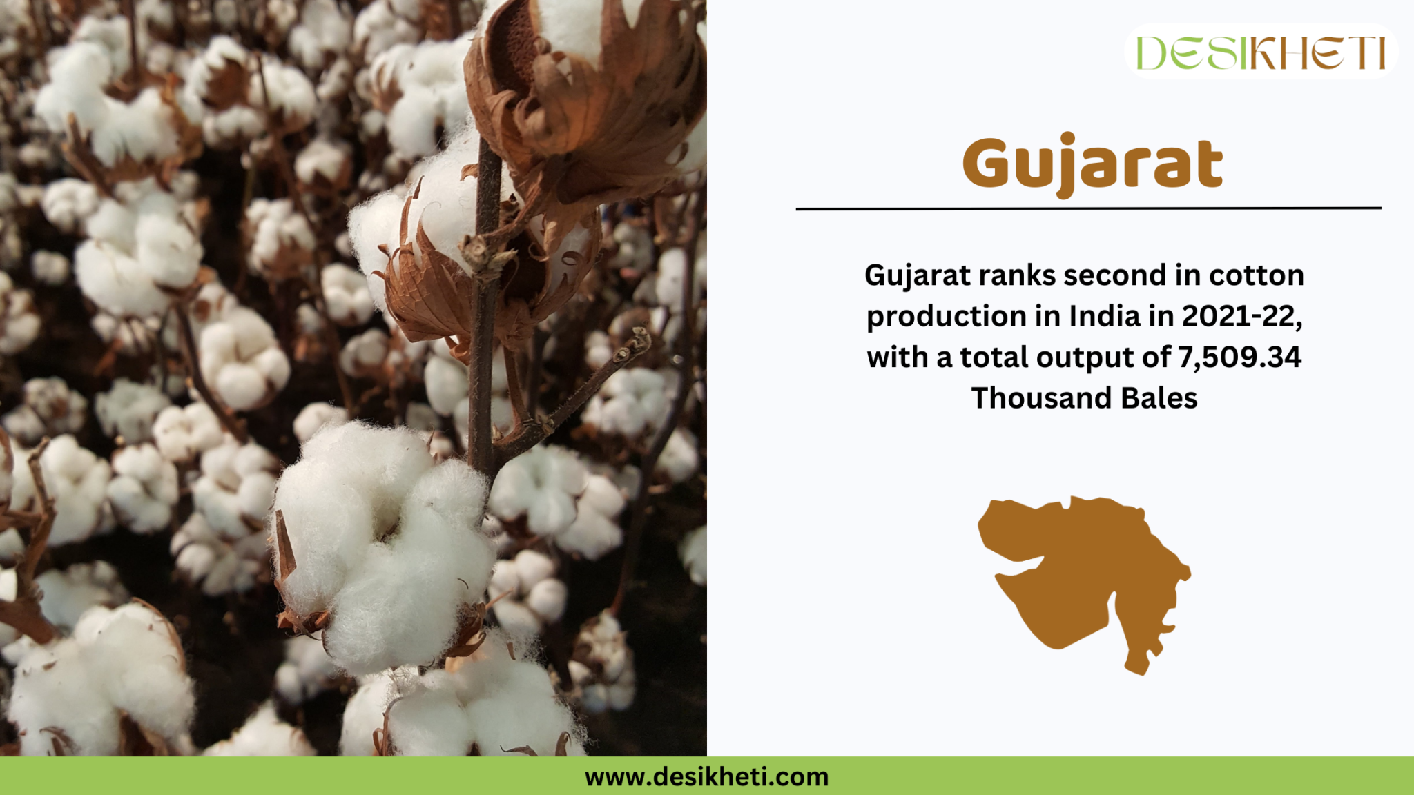 Top 10 Cotton Producing States in India - DesiKheti