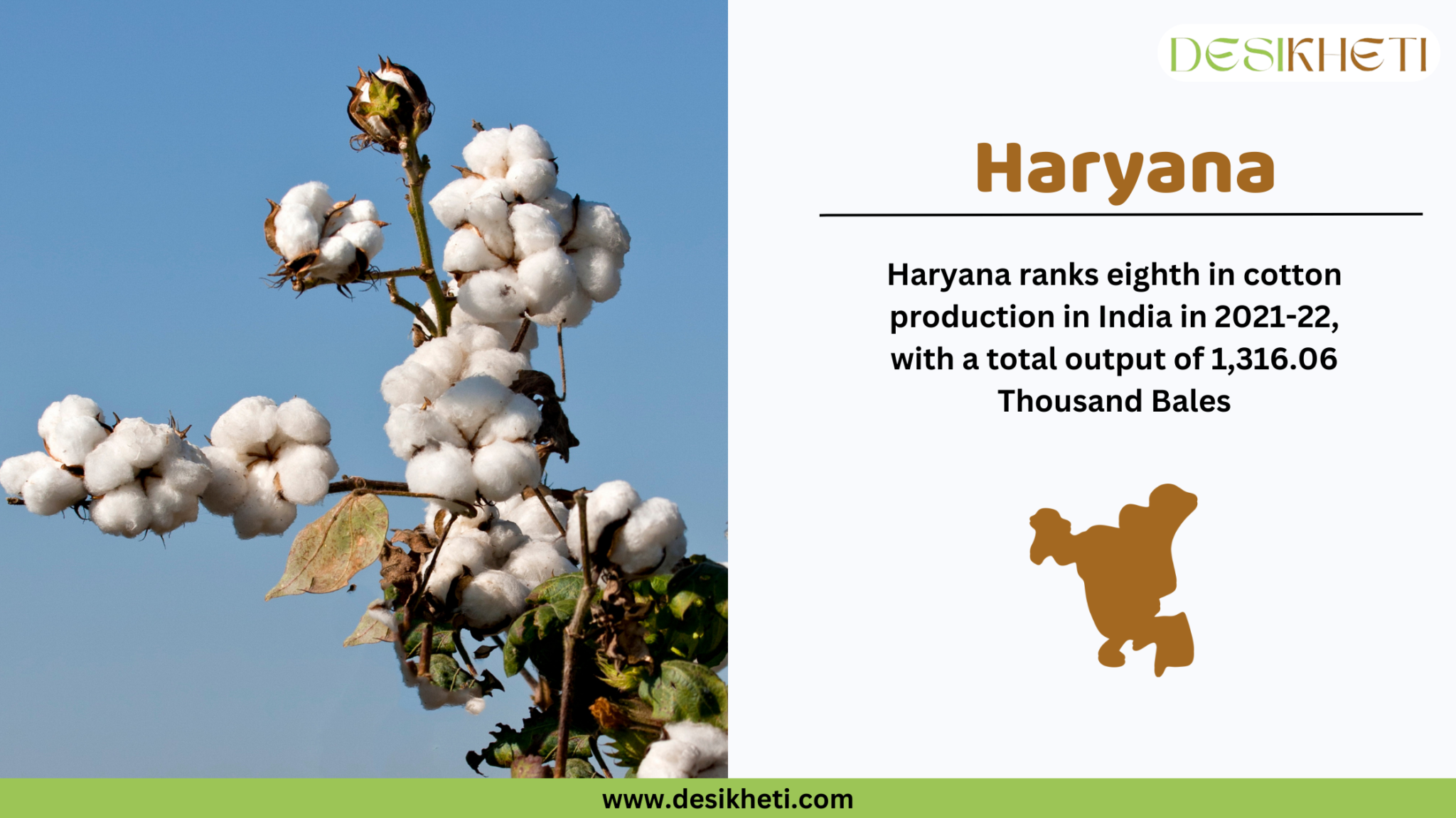Top 10 Cotton Producing States in India - DesiKheti