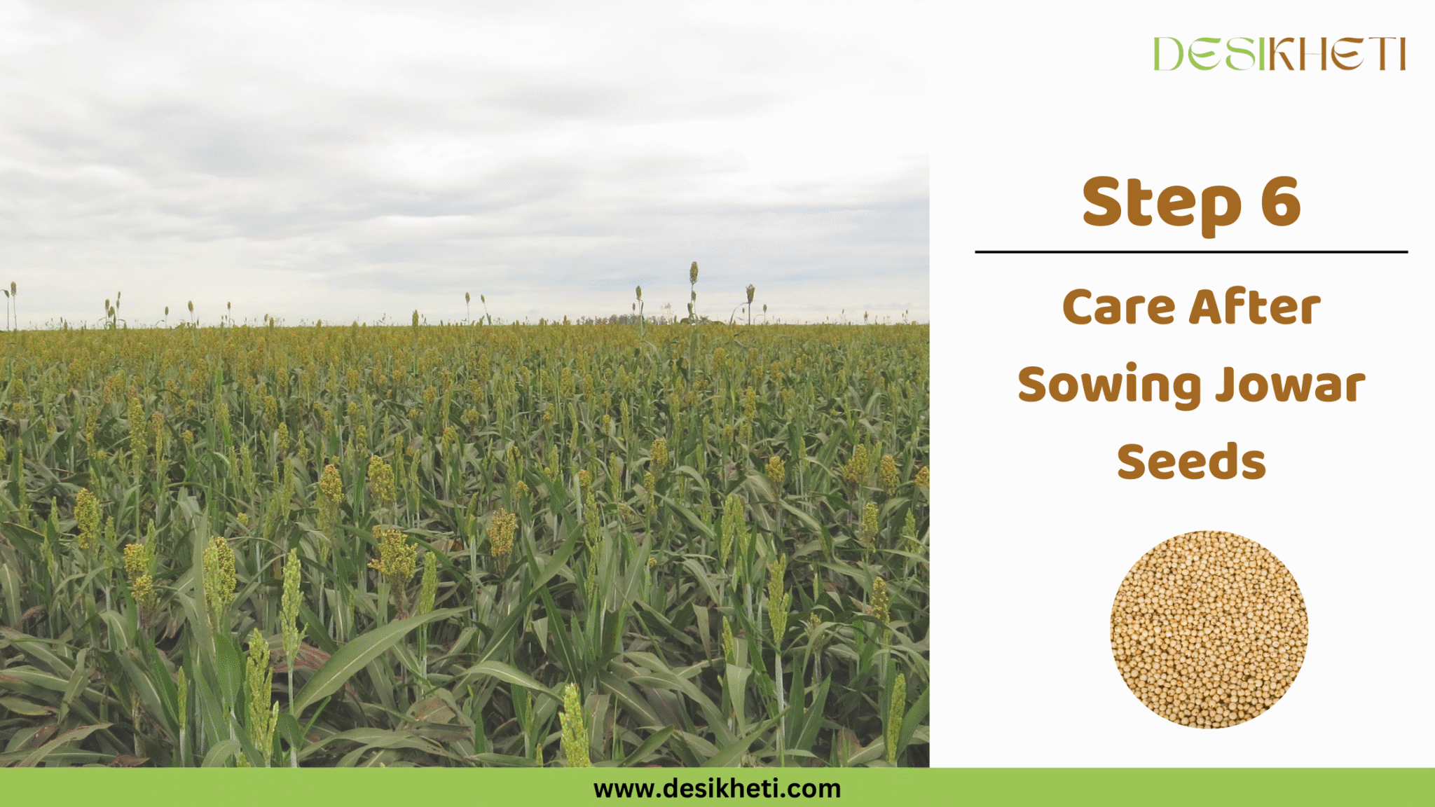 How to Sow Jowar Seeds: Learn Jowar Farming in 7 Simple Steps - DesiKheti