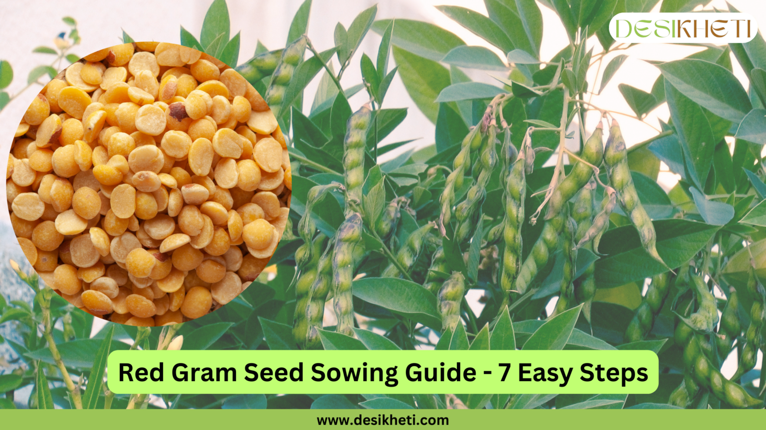 How to Sow Red Gram Seeds: Learn Red Gram Farming in 7 Simple Steps ...