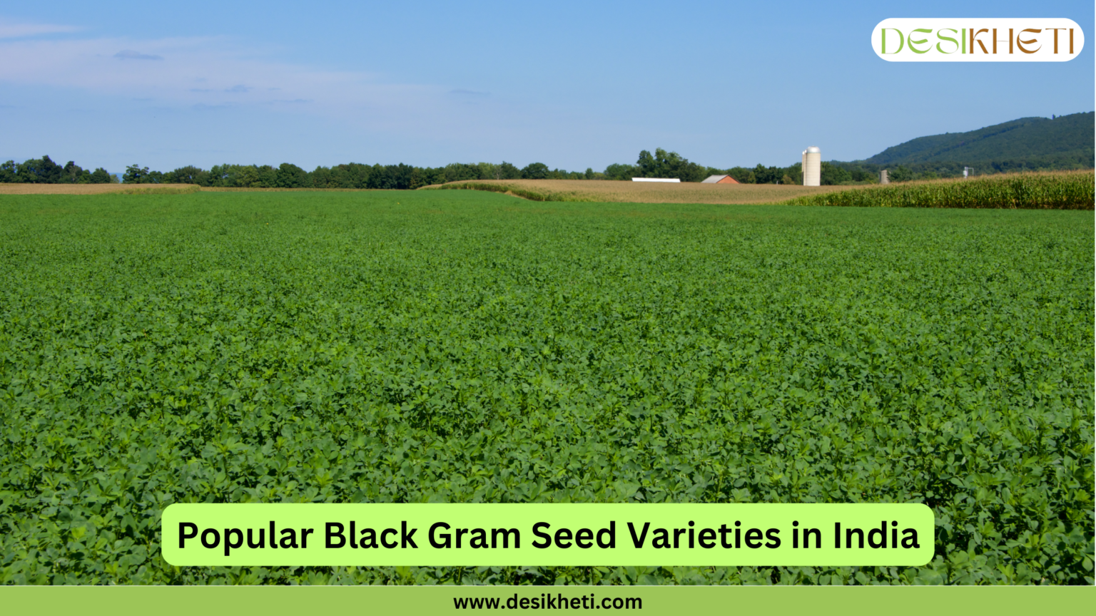 Popular Black Gram Seed Varieties in India – Complete Information ...