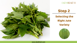 How to Sow Jute Seeds: Learn Jute Farming in 6 Simple Steps - DesiKheti