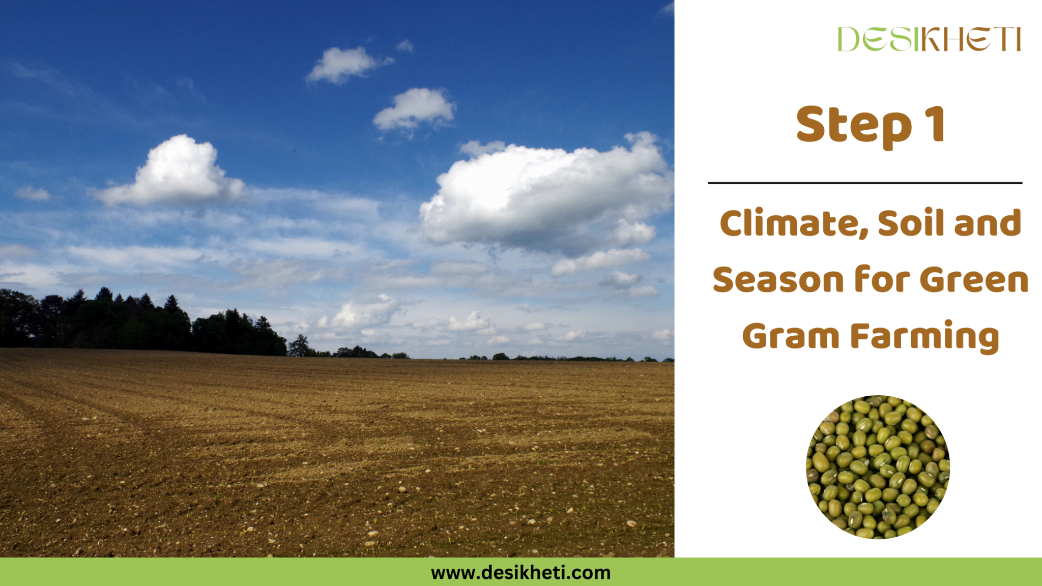 How to Sow Green Gram Seeds: Learn Green Gram Farming in 7 Simple Steps ...