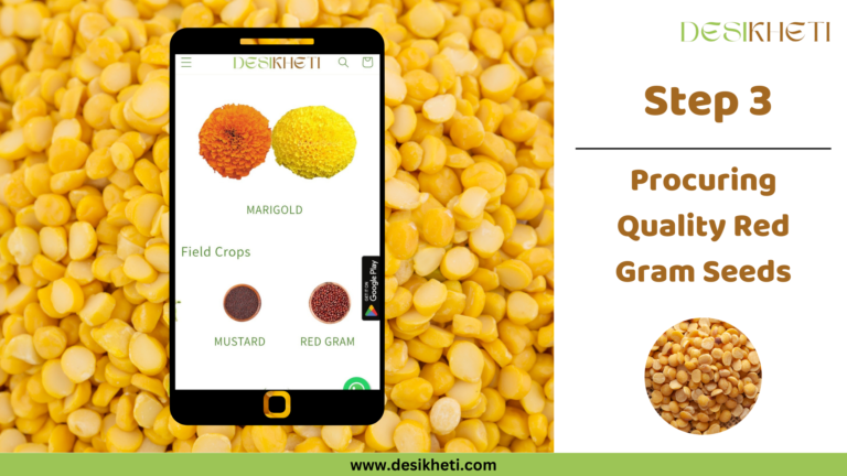 How to Sow Red Gram Seeds: Learn Red Gram Farming in 7 Simple Steps ...