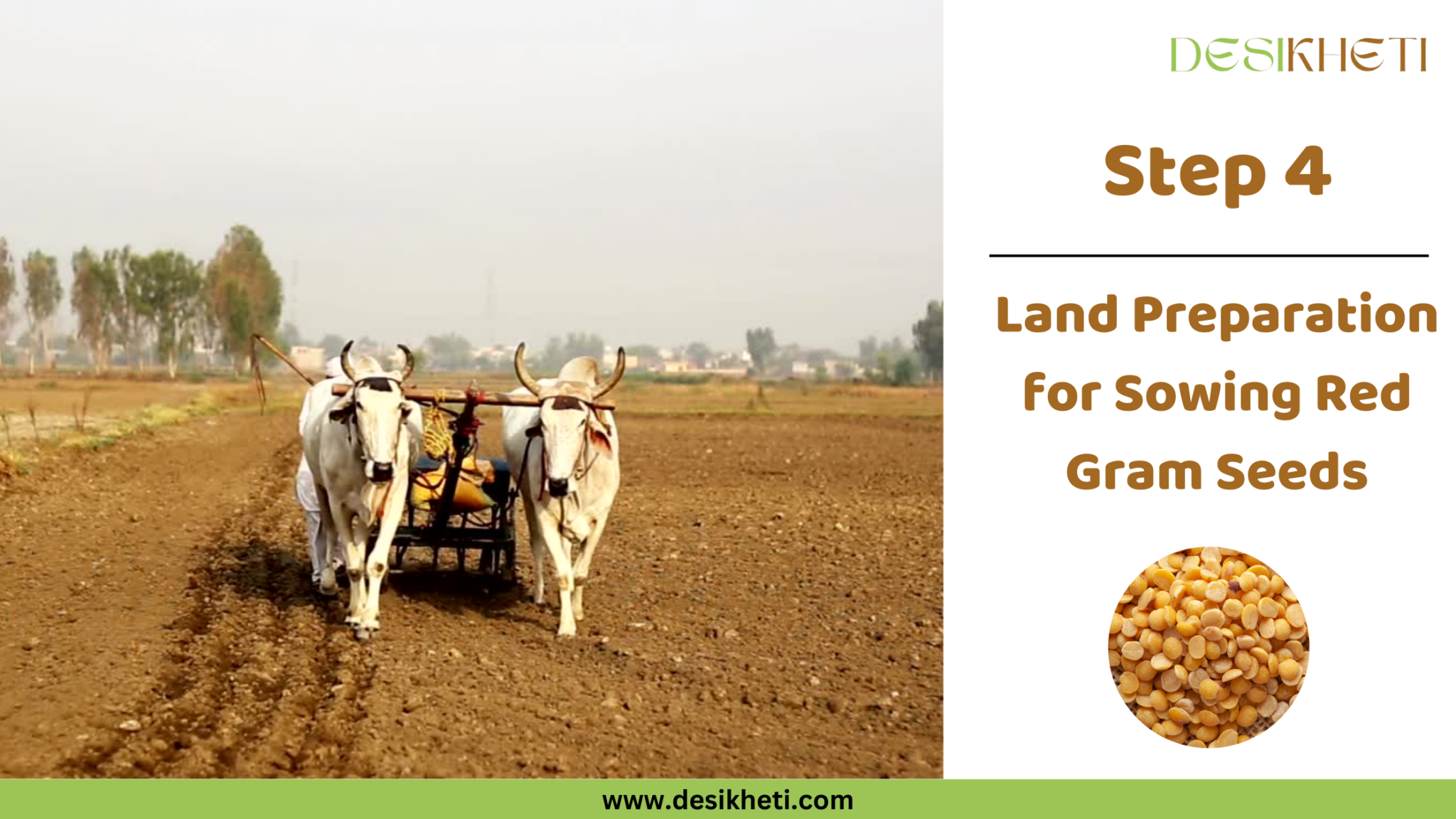 How to Sow Red Gram Seeds: Learn Red Gram Farming in 7 Simple Steps ...