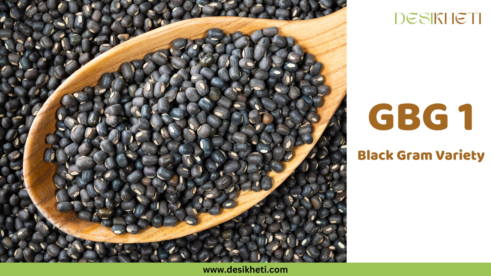 Popular Black Gram Seed Varieties in India – Complete Information ...