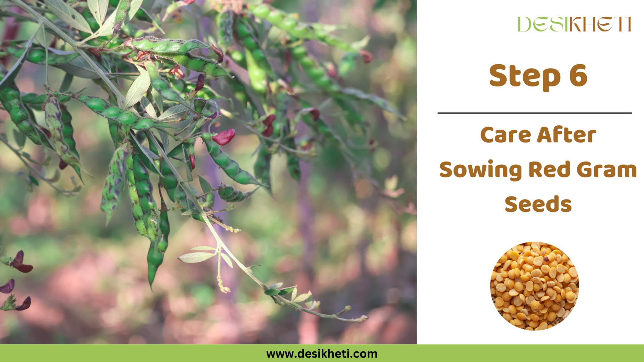 How to Sow Red Gram Seeds: Learn Red Gram Farming in 7 Simple Steps ...
