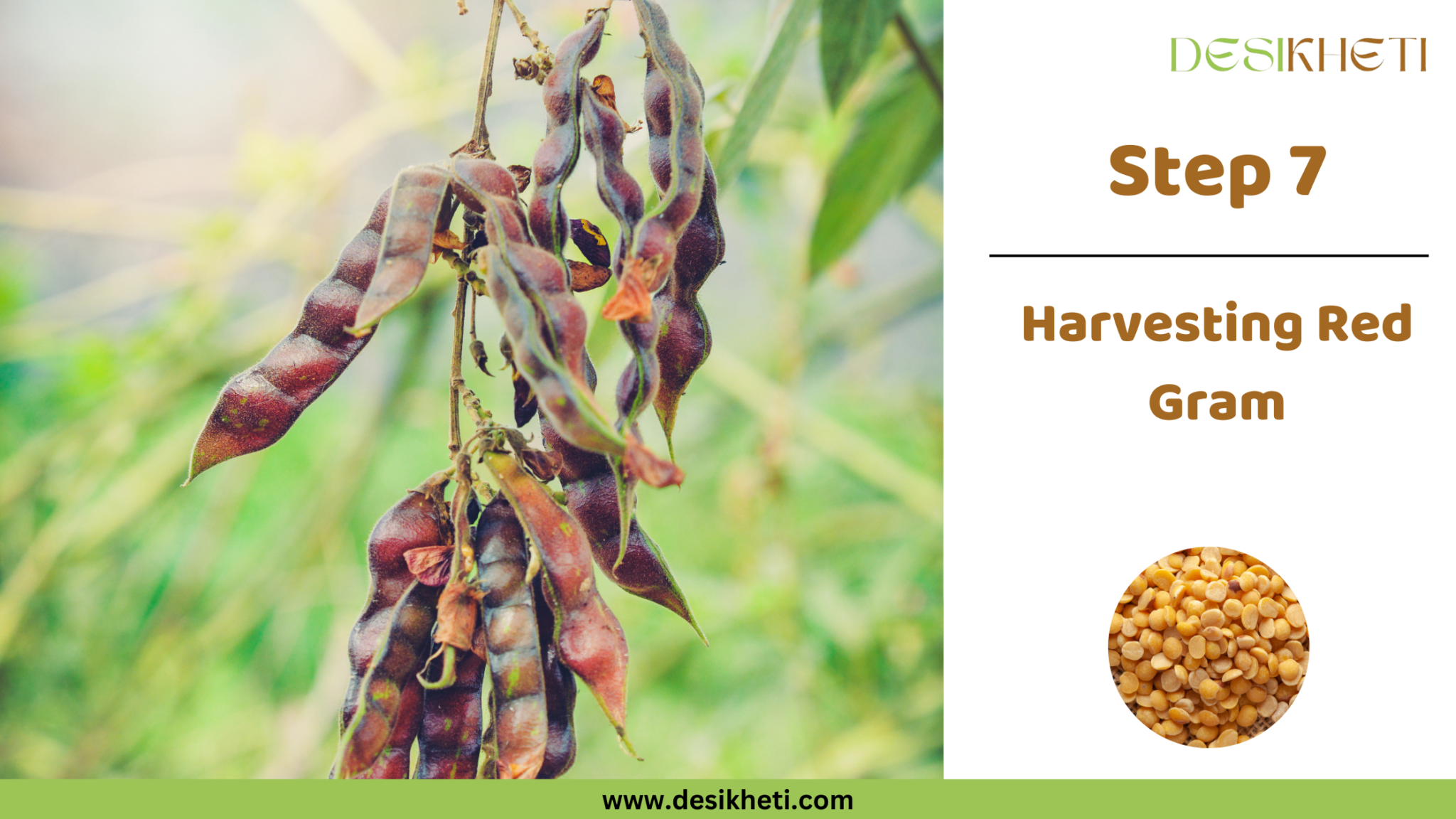 How to Sow Red Gram Seeds: Learn Red Gram Farming in 7 Simple Steps ...