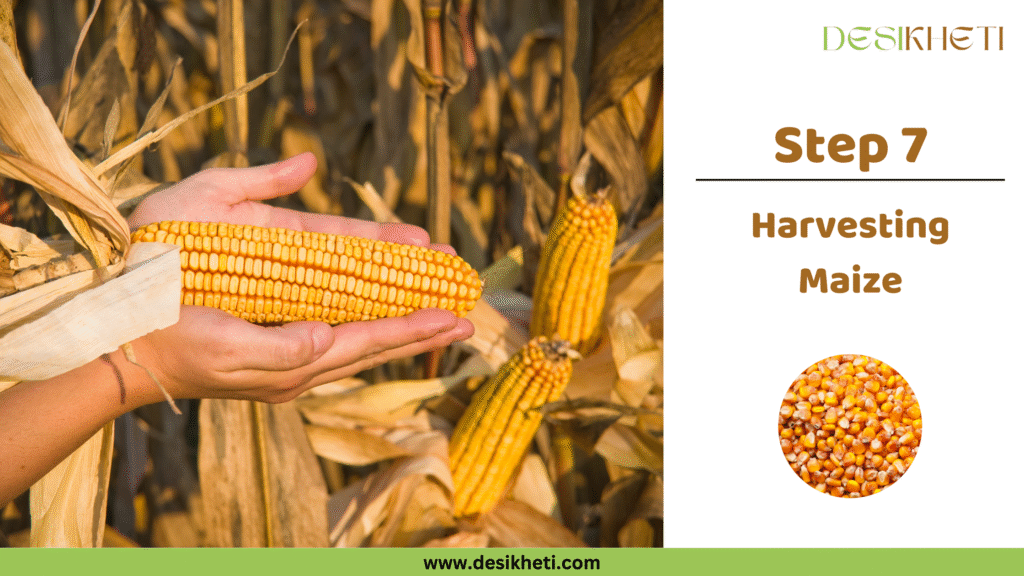 How to Sow Maize Seeds: Learn Maize Farming in 7 Simple Steps - DesiKheti