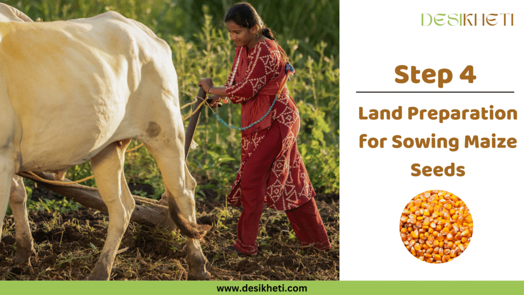 How to Sow Maize Seeds: Learn Maize Farming in 7 Simple Steps - DesiKheti