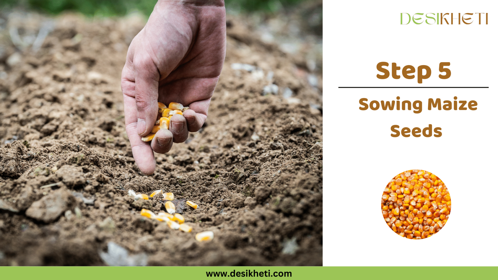 How to Sow Maize Seeds: Learn Maize Farming in 7 Simple Steps - DesiKheti