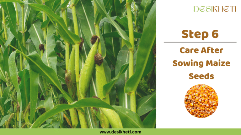 How to Sow Maize Seeds: Learn Maize Farming in 7 Simple Steps - DesiKheti