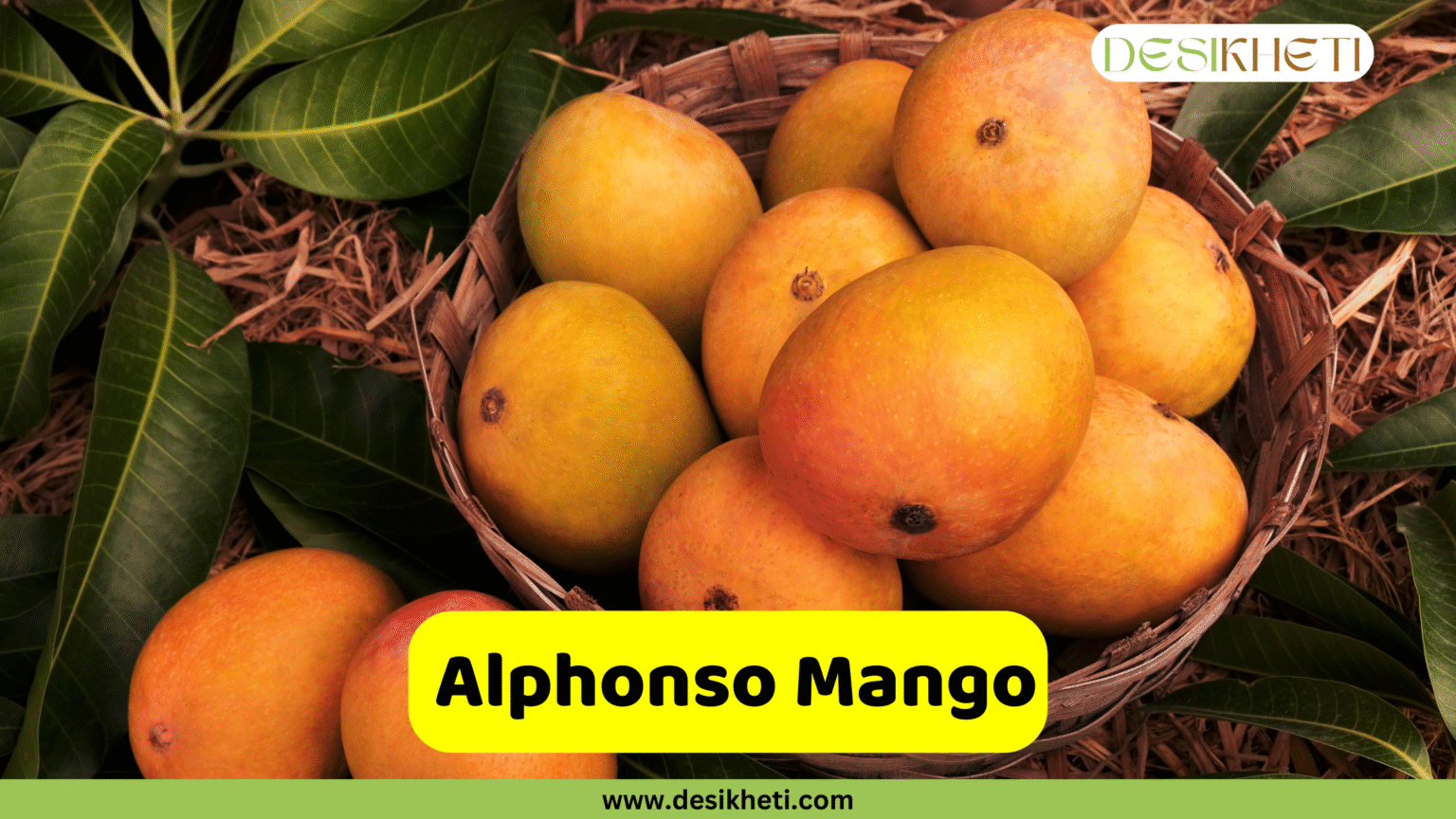 Top 10 Popular Mango Varieties in India - DesiKheti