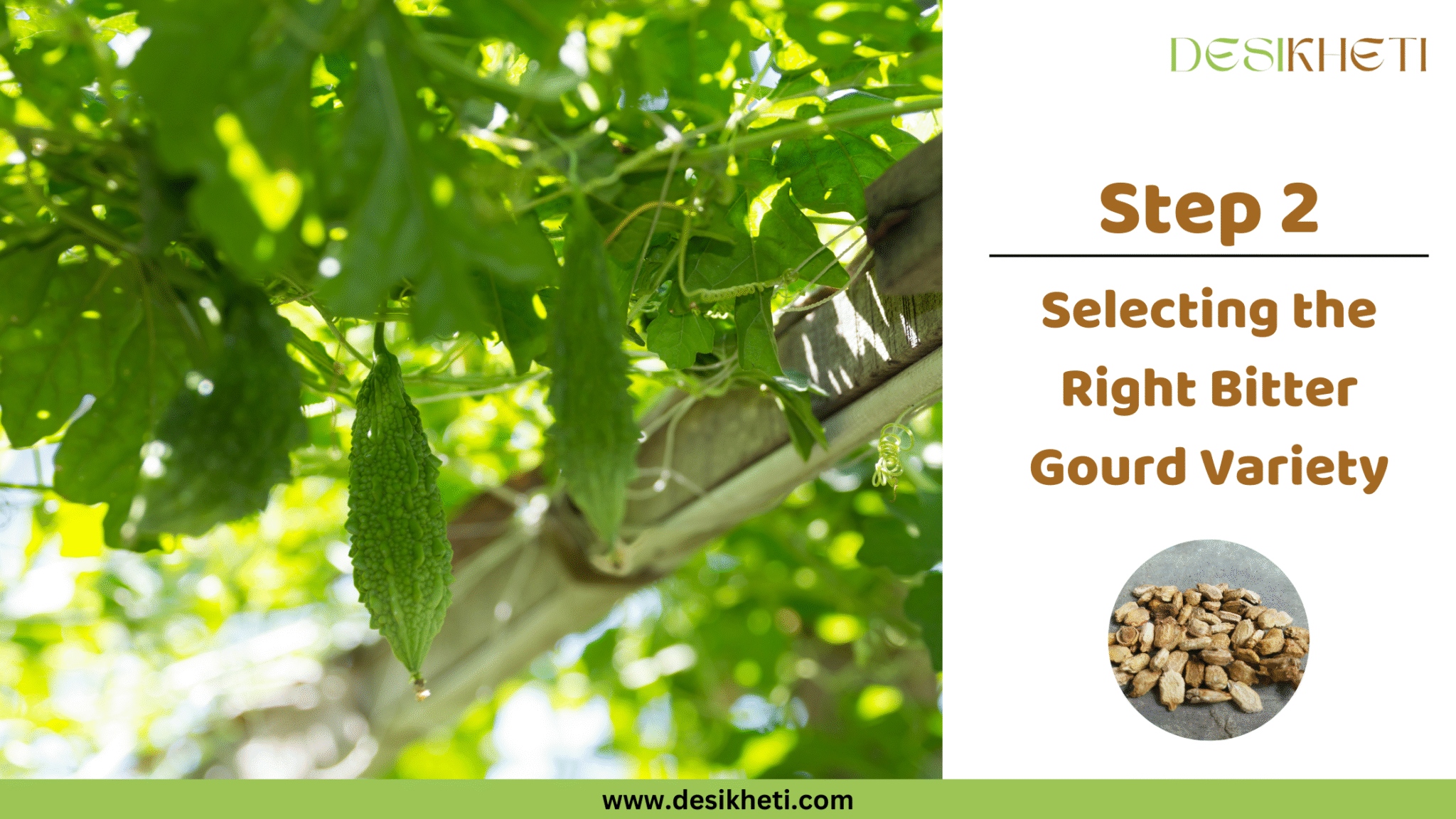 How to Sow Bitter Gourd Seeds: Learn Bitter Gourd Farming in 7 Simple ...