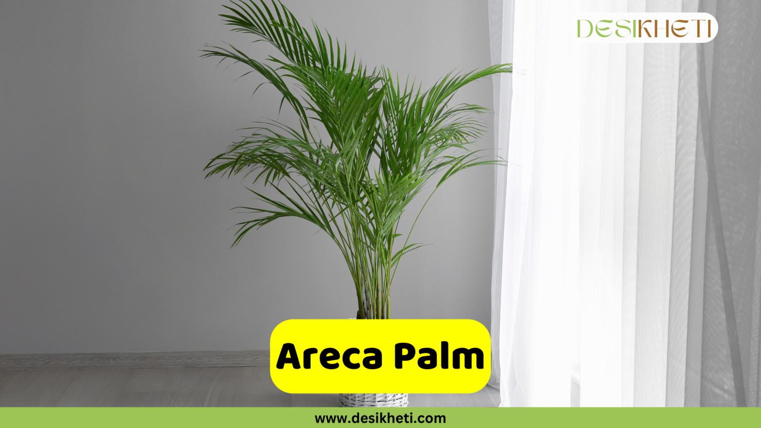 25 Best Indoor Plants for Your Indian Home - DesiKheti