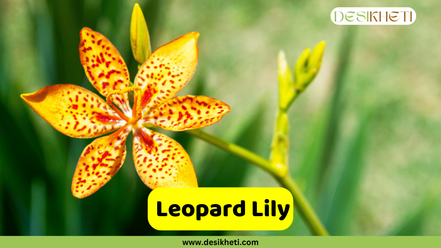 Top 14 Beautiful Lilies to Grow in India: Complete Guide on Varieties ...