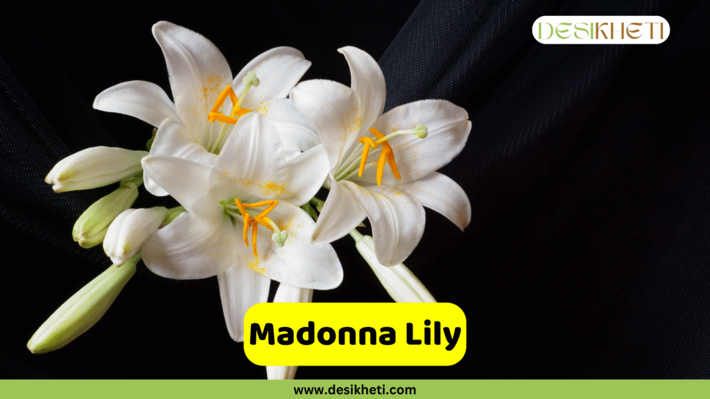 Top 14 Beautiful Lilies to Grow in India: Complete Guide on Varieties ...