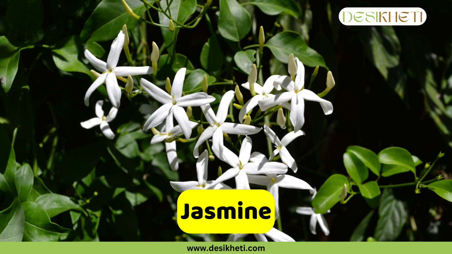 25 Best Indoor Flowering Plants for Indian Homes - DesiKheti