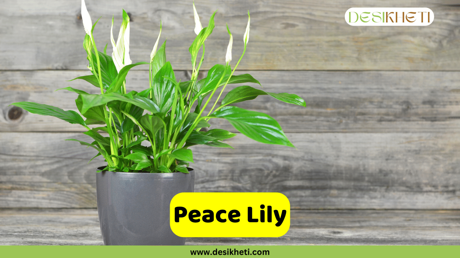 25 Best Indoor Flowering Plants for Indian Homes - DesiKheti